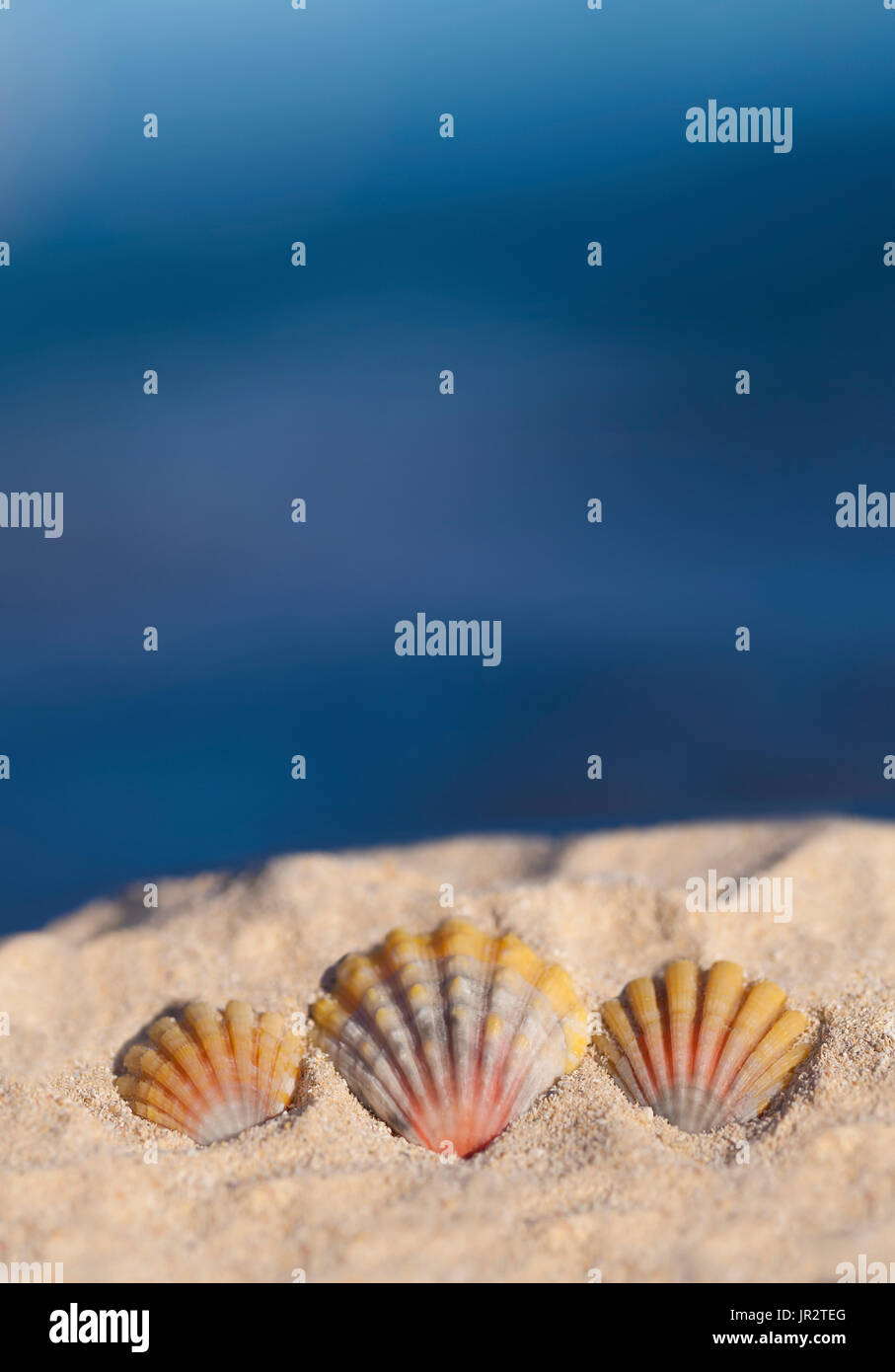 Scallop seashell hi-res stock photography and images - Alamy
