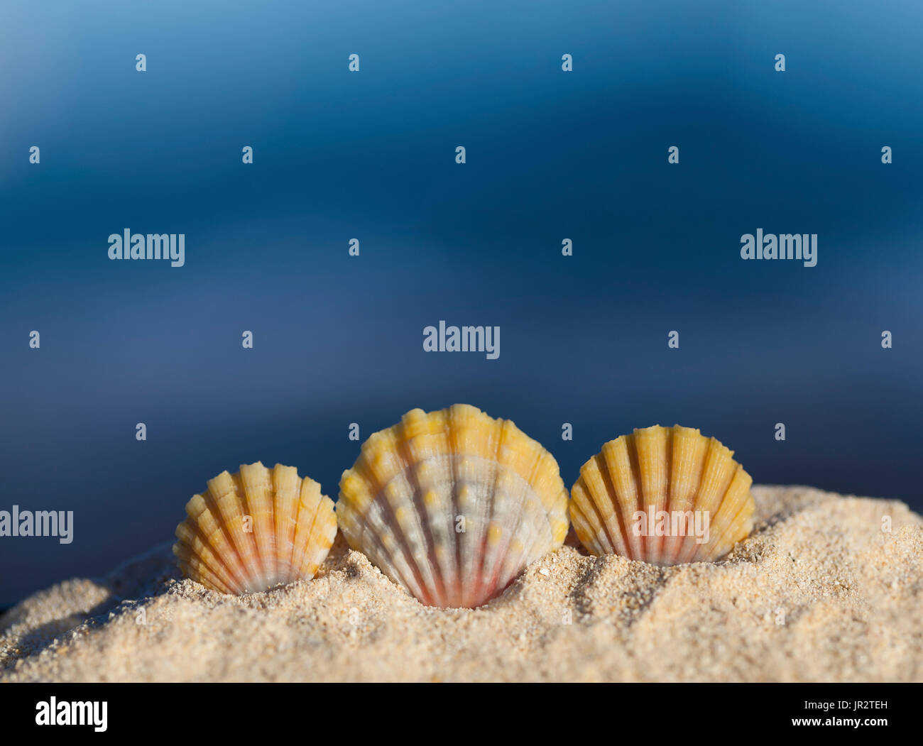 Scallop seashell hi-res stock photography and images - Alamy