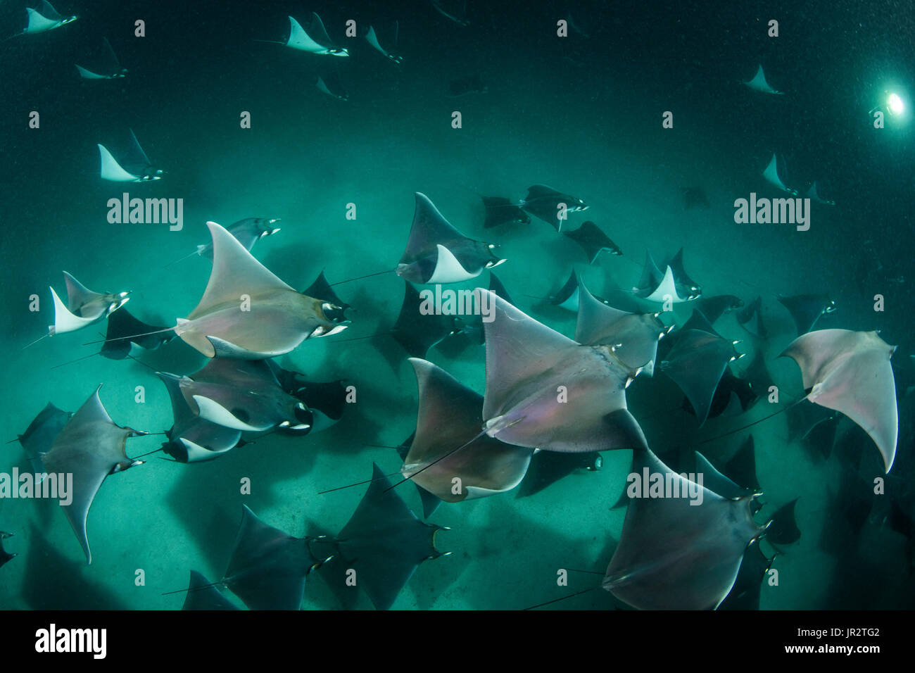 School of Munk's devil ray, pygmy devil ray, (Mobula munkiana), feeding ...