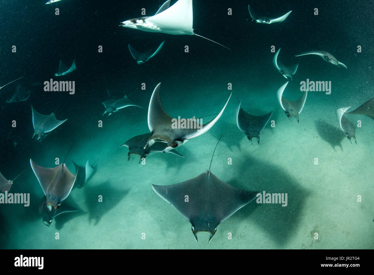 School of Munk's devil ray, pygmy devil ray, (Mobula munkiana), feeding ...