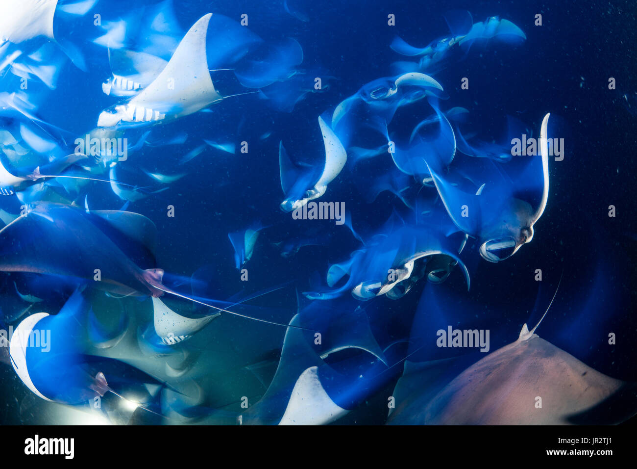 School of Munk's devil ray, pygmy devil ray, (Mobula munkiana), feeding ...