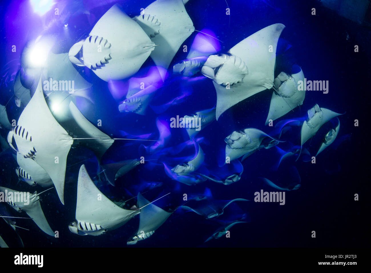 School of Munk's devil ray, pygmy devil ray, (Mobula munkiana), feeding ...