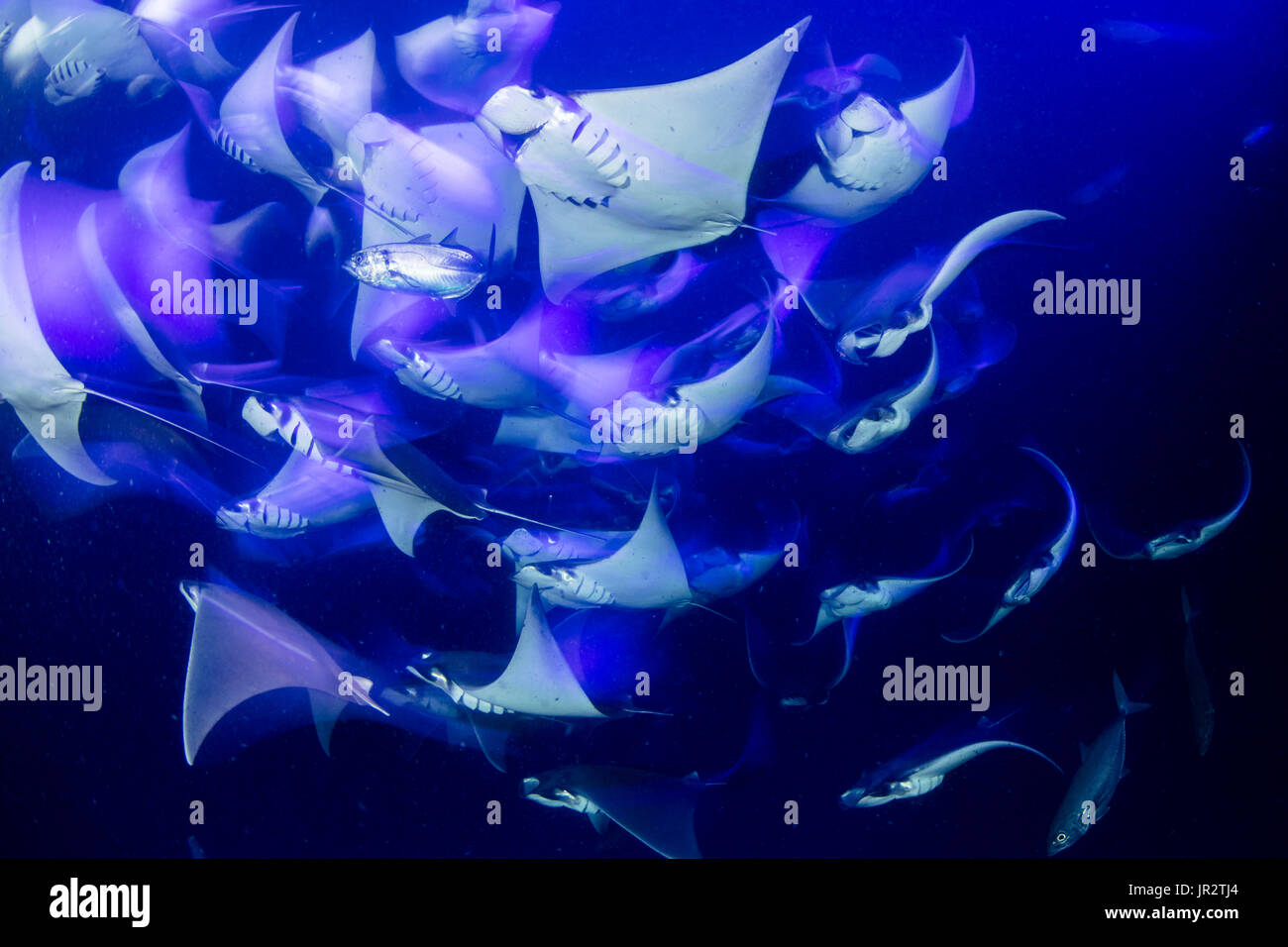 School of Munk's devil ray, pygmy devil ray, (Mobula munkiana), feeding ...