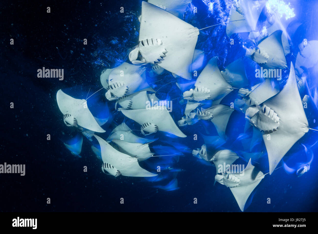 School of Munk's devil ray, pygmy devil ray, (Mobula munkiana), feeding ...