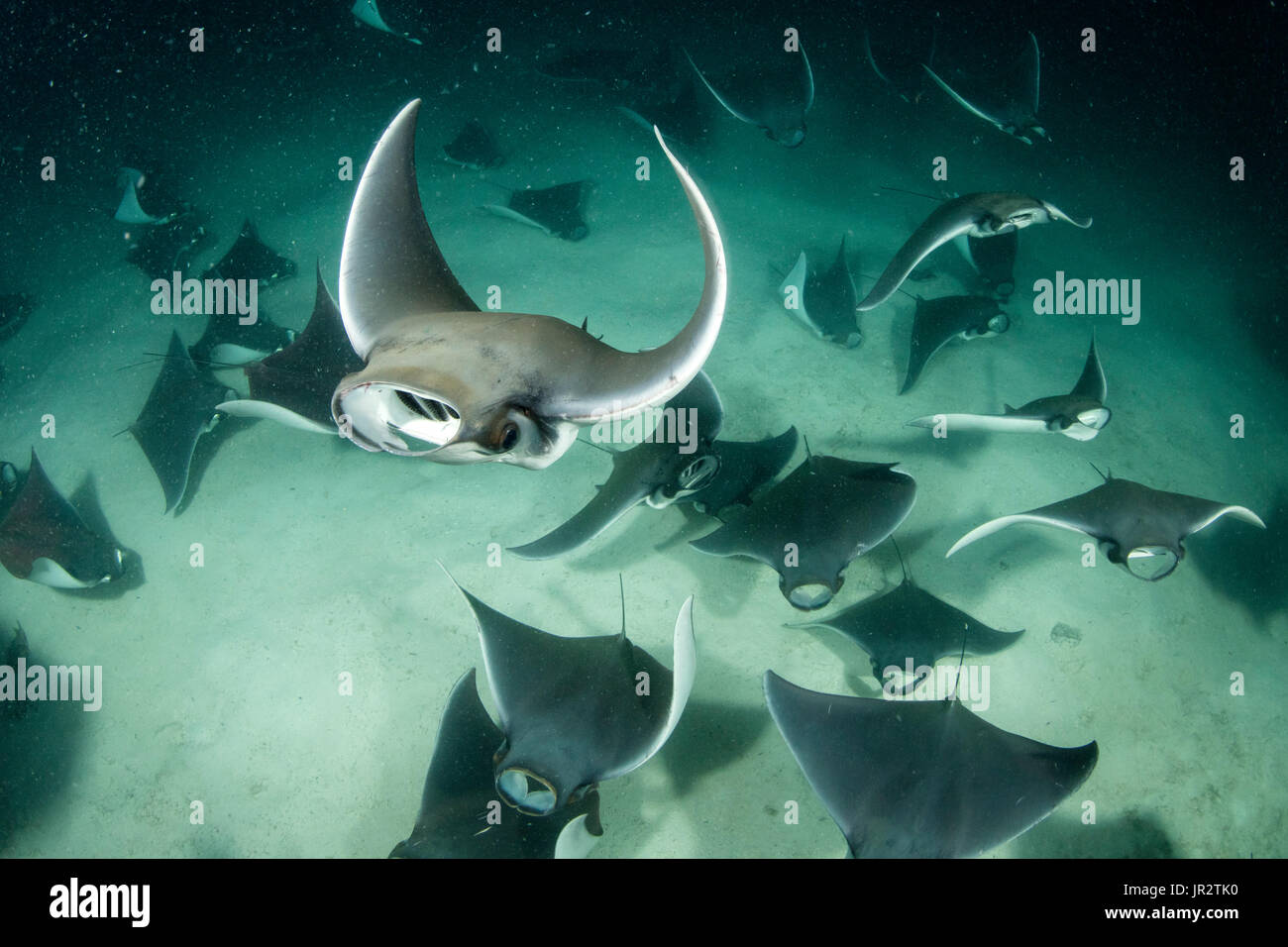 School of Munk's devil ray, pygmy devil ray, (Mobula munkiana), feeding ...