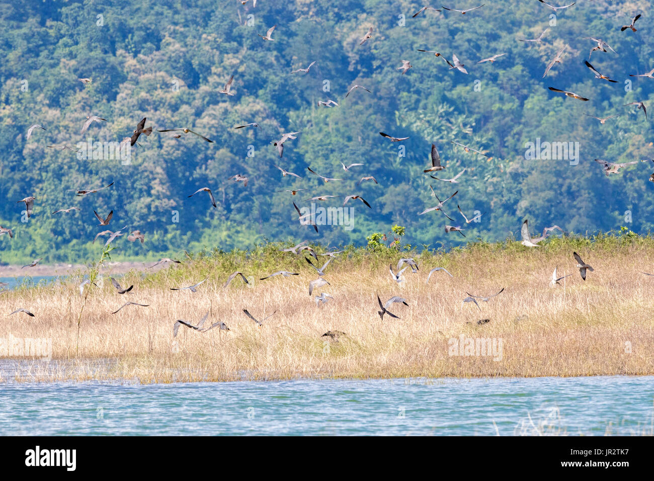 Amur falcon (Falco amurensis) (Falco vespertinus var. amurensis), Up to ...