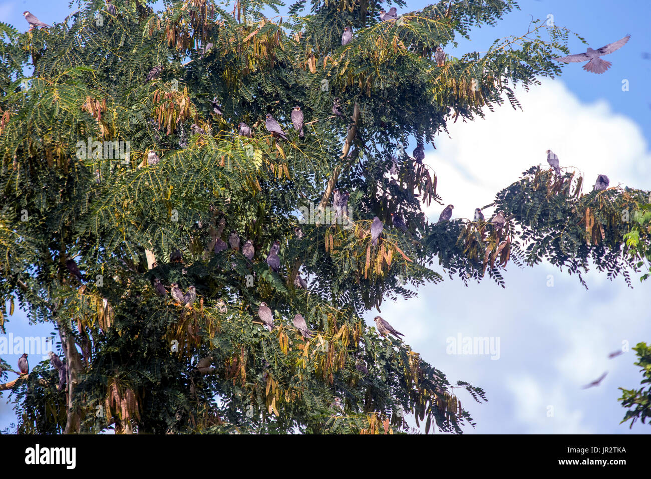 Amur falcon (Falco amurensis) (Falco vespertinus var. amurensis), on ...