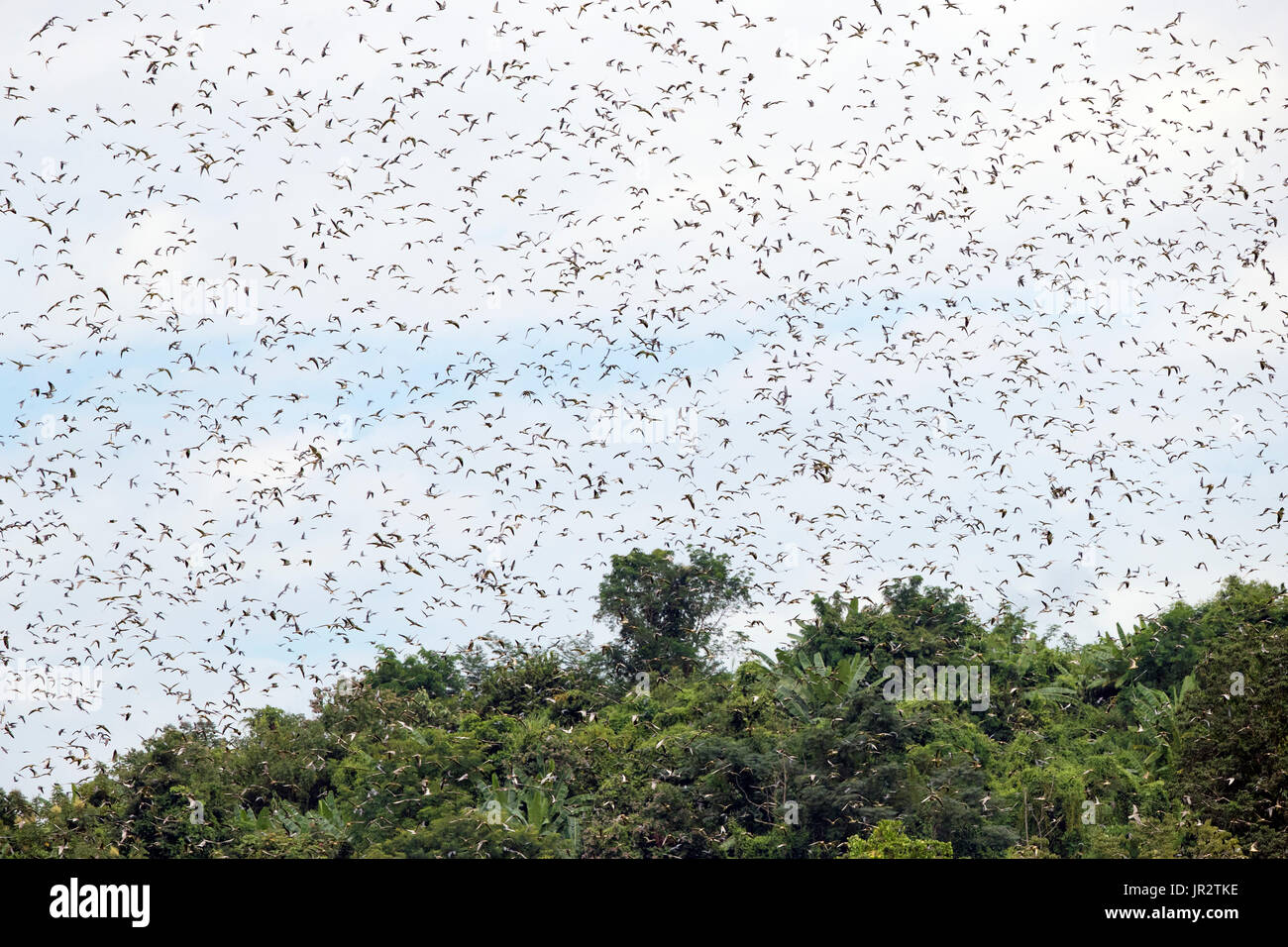Amur falcon (Falco amurensis) (Falco vespertinus var. amurensis), Fly ...