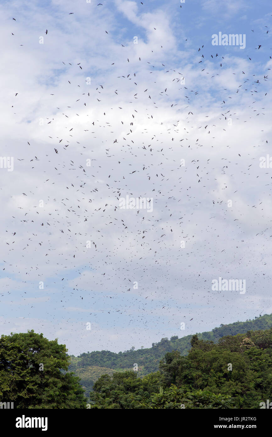 Amur falcon (Falco amurensis) (Falco vespertinus var. amurensis). Up to ...