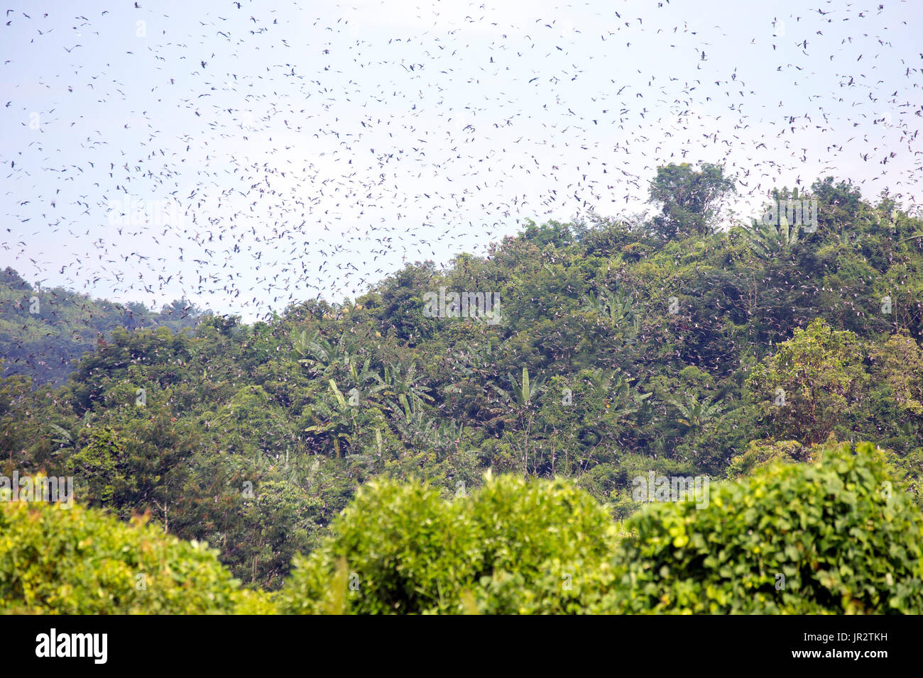 Amur falcon (Falco amurensis) (Falco vespertinus var. amurensis), Fly ...