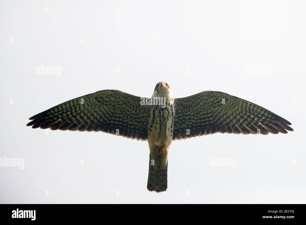 Amur falcon (Falco amurensis) (Falco vespertinus var. amurensis), Up to ...