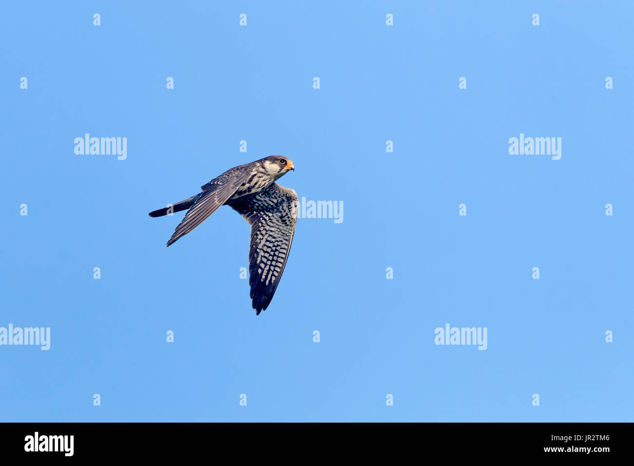 Amur falcon (Falco amurensis) (Falco vespertinus var. amurensis), Up to ...