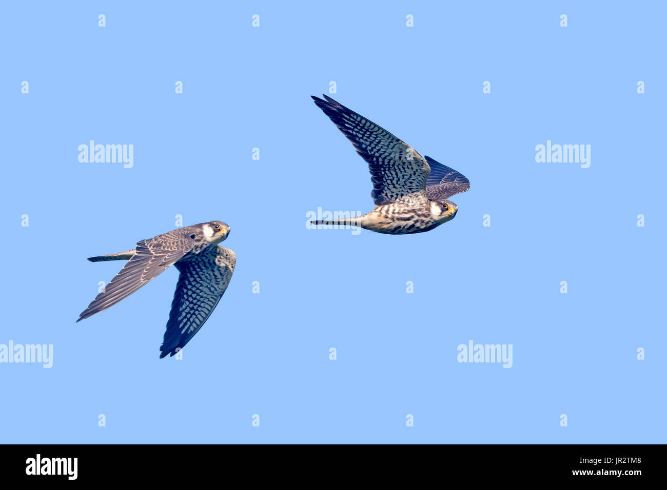 Amur falcon (Falco amurensis) (Falco vespertinus var. amurensis), Up to ...