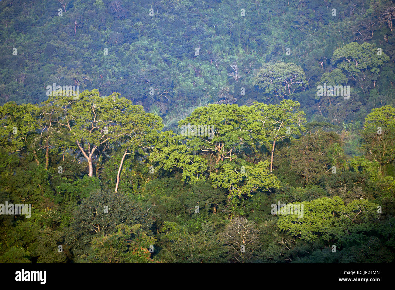Doyang Hydroelectric Dam, where up to one million birds : Amur falcon ...