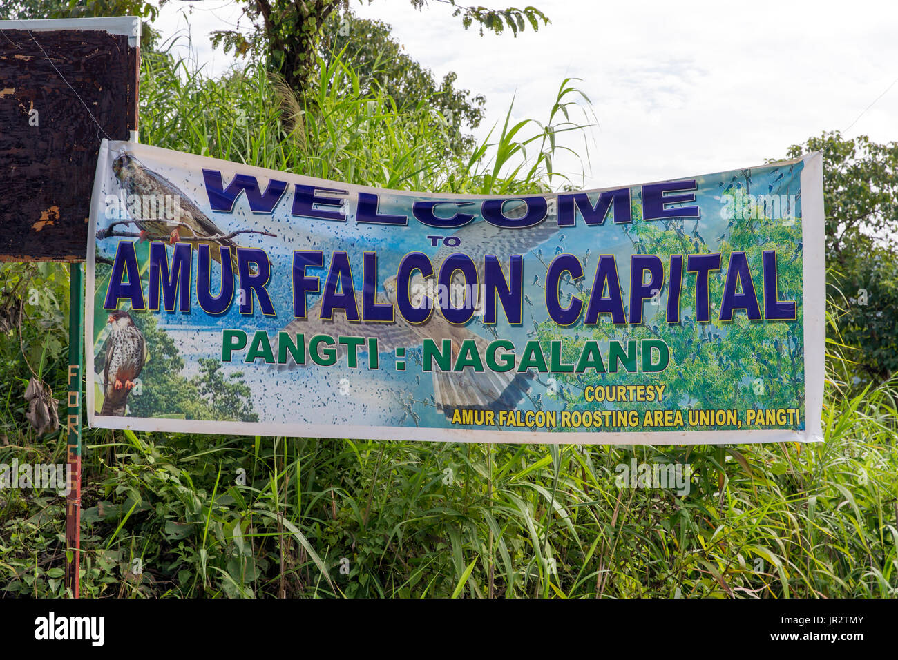 Doyang Hydroelectric Dam, where up to one million birds : Amur falcon ...