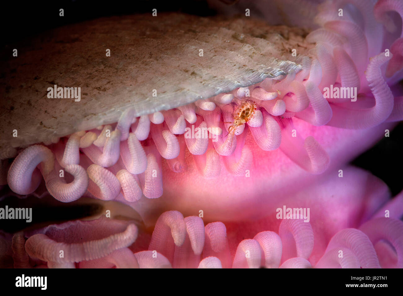 Isopode hi-res stock photography and images - Alamy