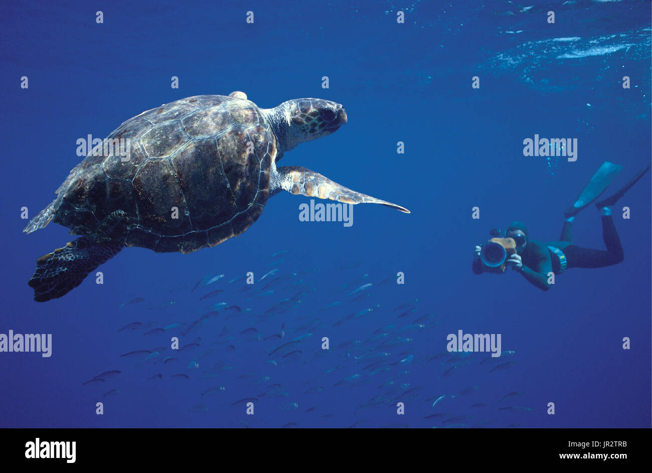 Loggerhead sea turtle (Caretta caretta) swimming under the surface of ...