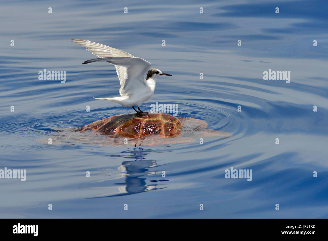 Loggerhead sea turtle (Caretta caretta) swimming under the surface of ...