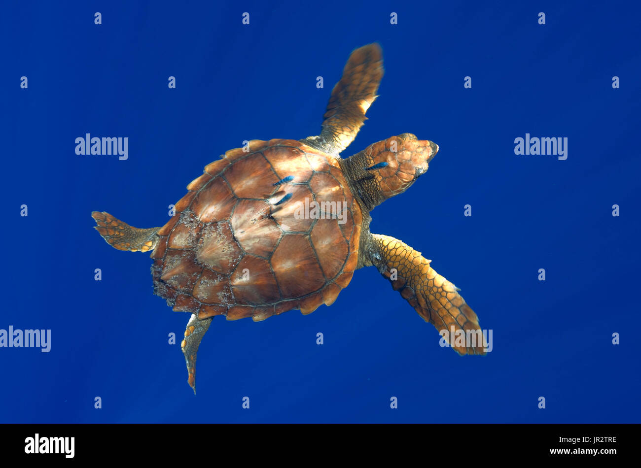 Loggerhead sea turtle (Caretta caretta) swimming under the surface of ...