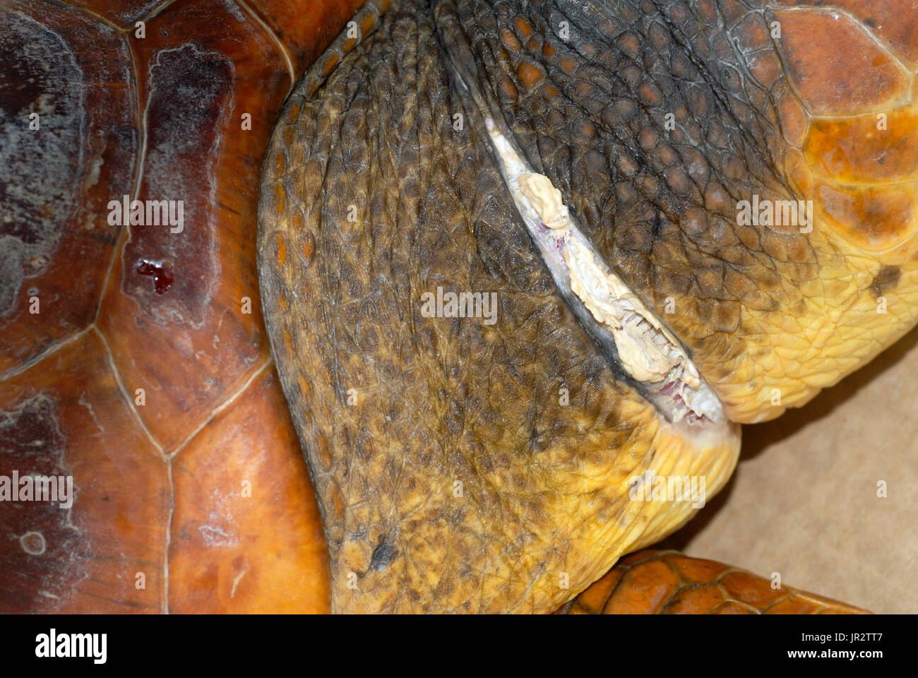 Loggerhead sea turtle (Caretta caretta). Wound caused by nylon. It is ...