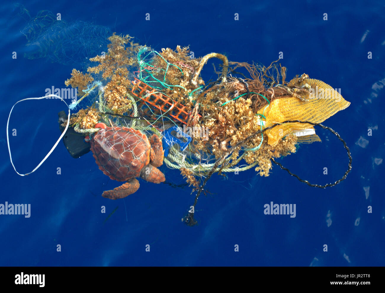 Loggerhead sea turtle (Caretta caretta). Turtle got entangled with ...