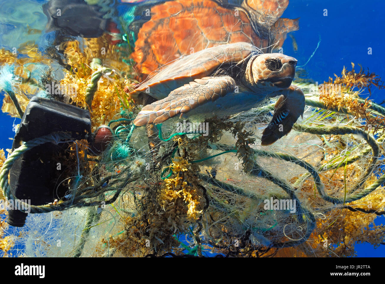 Loggerhead sea turtle (Caretta caretta). Turtle got entangled with ...