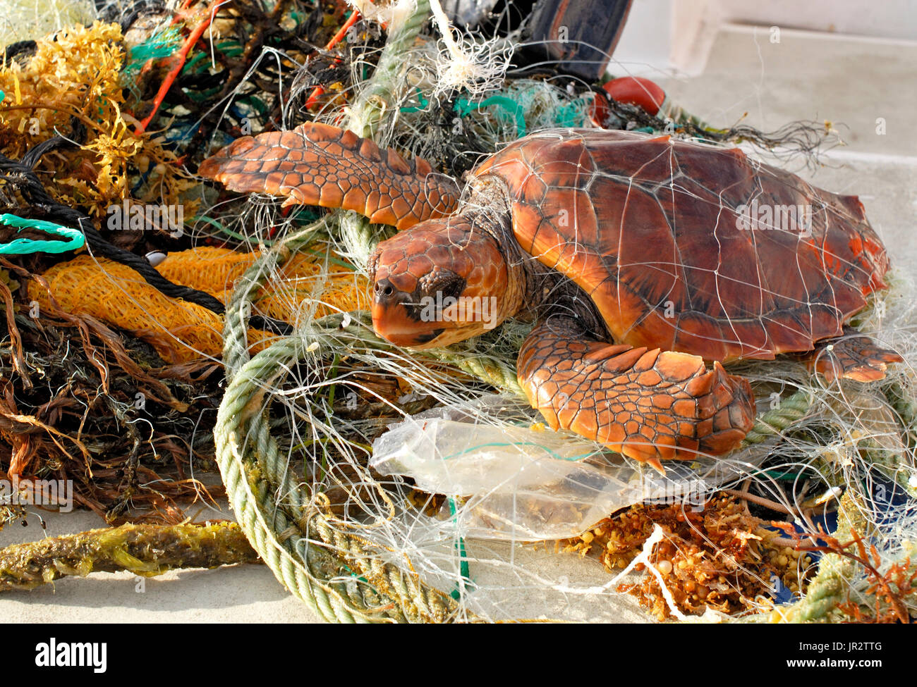 Loggerhead sea turtle (Caretta caretta). Turtle got entangled with ...