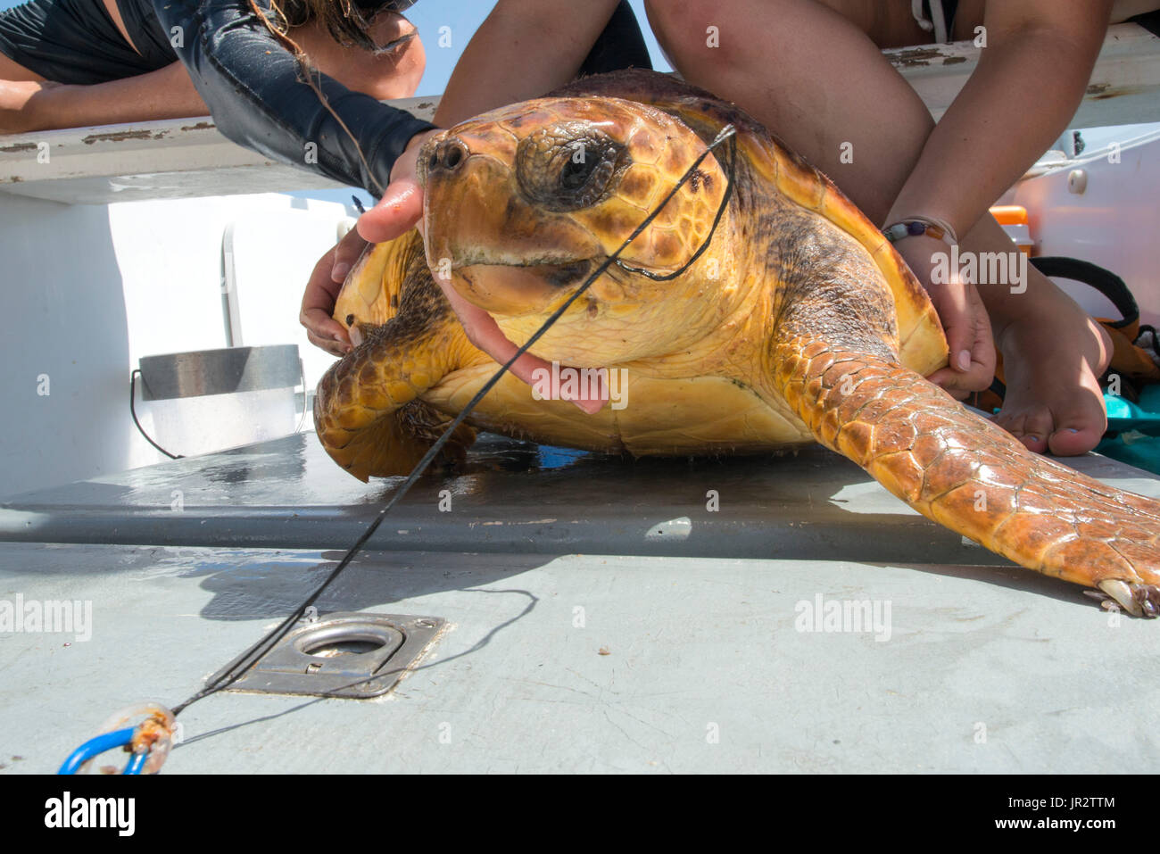 Loggerhead sea turtle (Caretta caretta). A turtle that has swallowed a ...