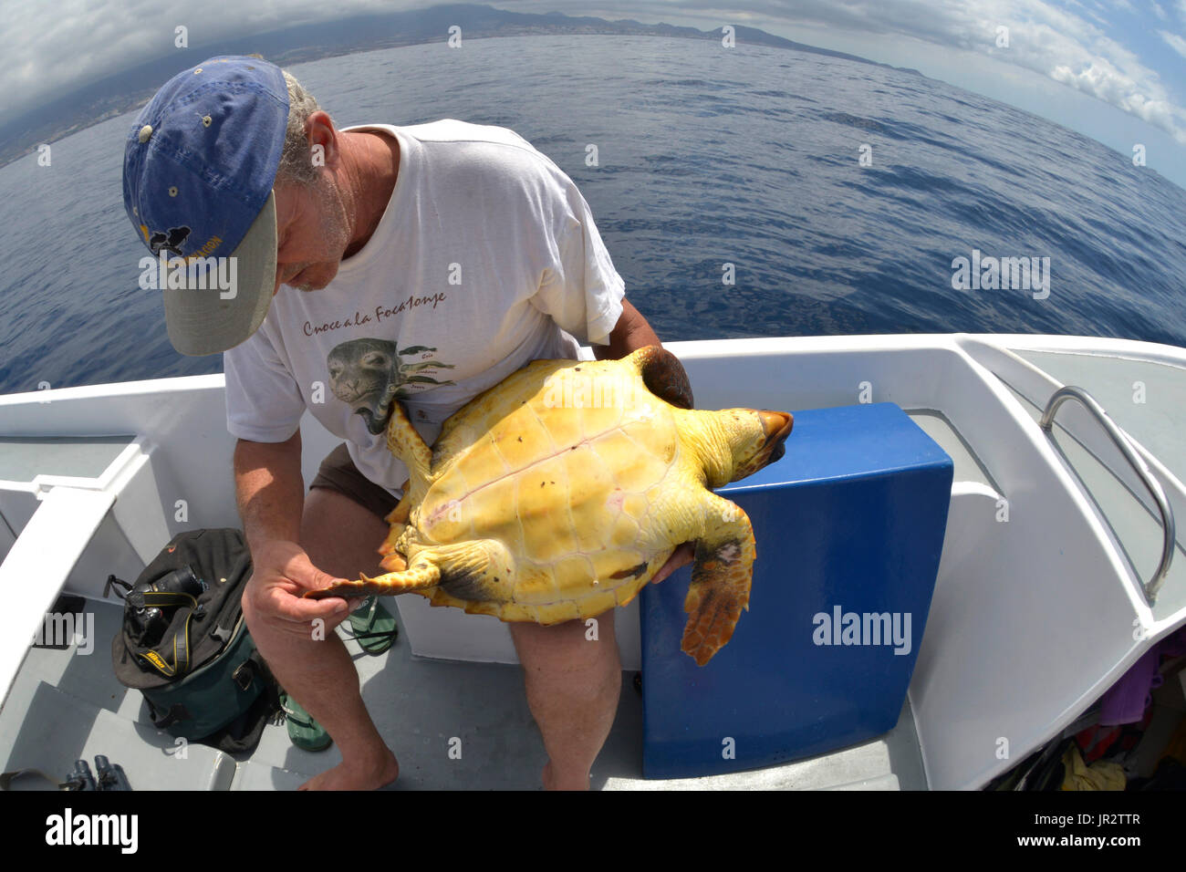 Loggerhead sea turtle (Caretta caretta) . Sampling, turtle inventory ...