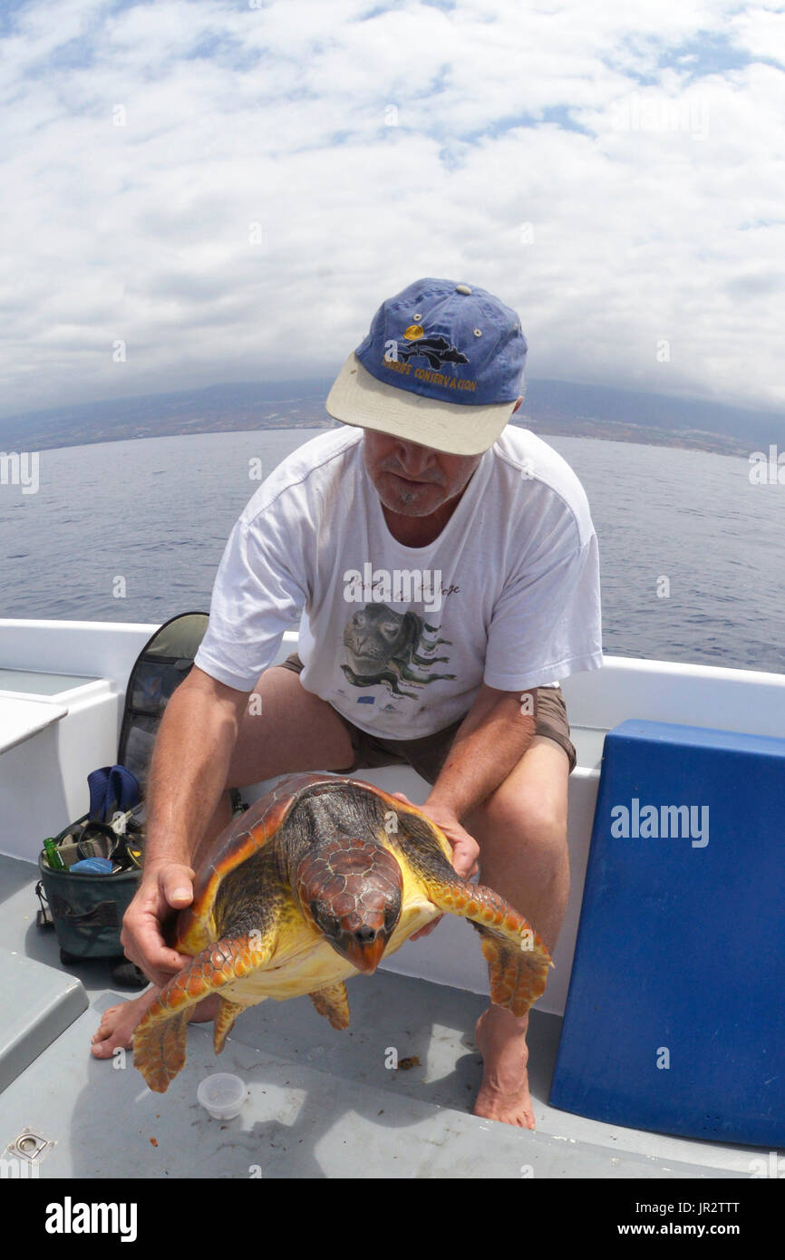 Loggerhead sea turtle (Caretta caretta) . Sampling, turtle inventory ...