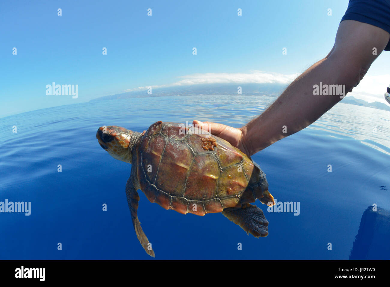 Loggerhead sea turtle (Caretta caretta) . Release of a young turtle ...