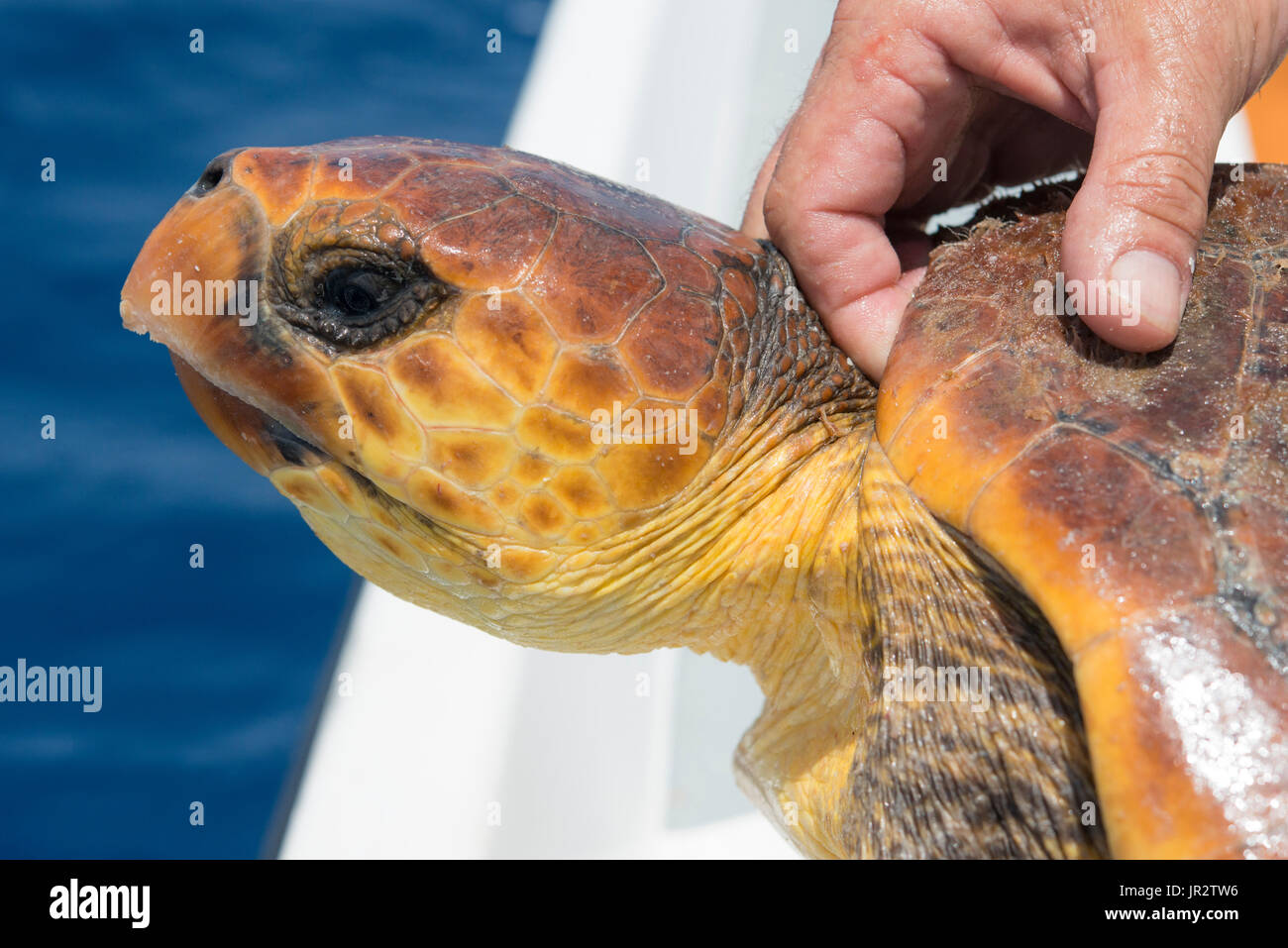 Loggerhead sea turtle (Caretta caretta) . Sampling, turtle inventory ...
