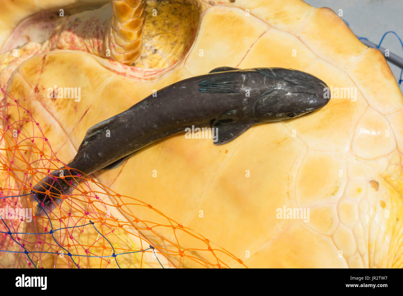 Common remora (Remora remora) on loggerhead sea turtle (Caretta caretta ...