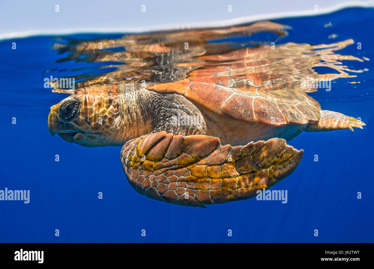 Loggerhead sea turtle (Caretta caretta) swimming under the surface of ...