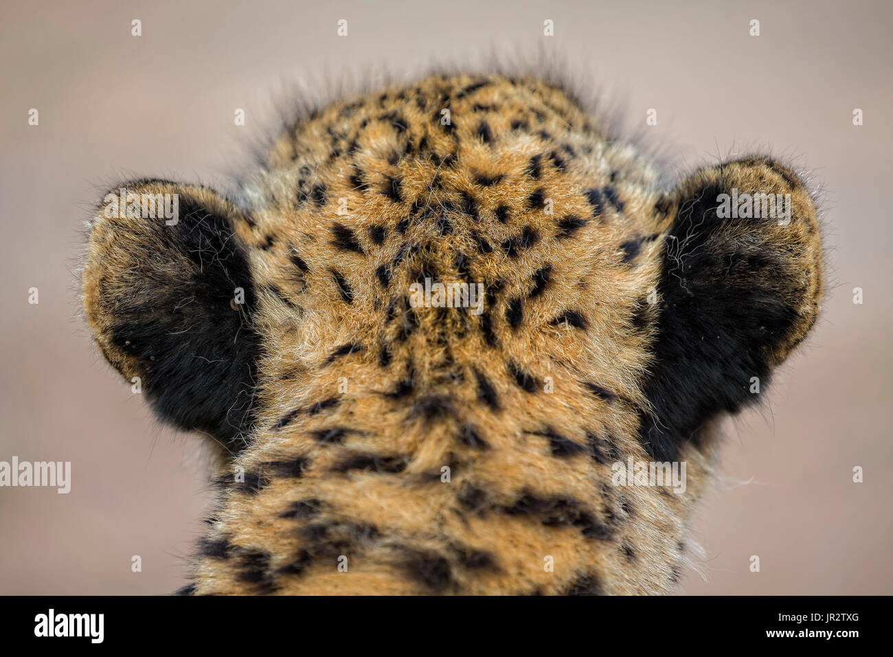 Cheetah Anatomy High Resolution Stock Photography and Images - Alamy