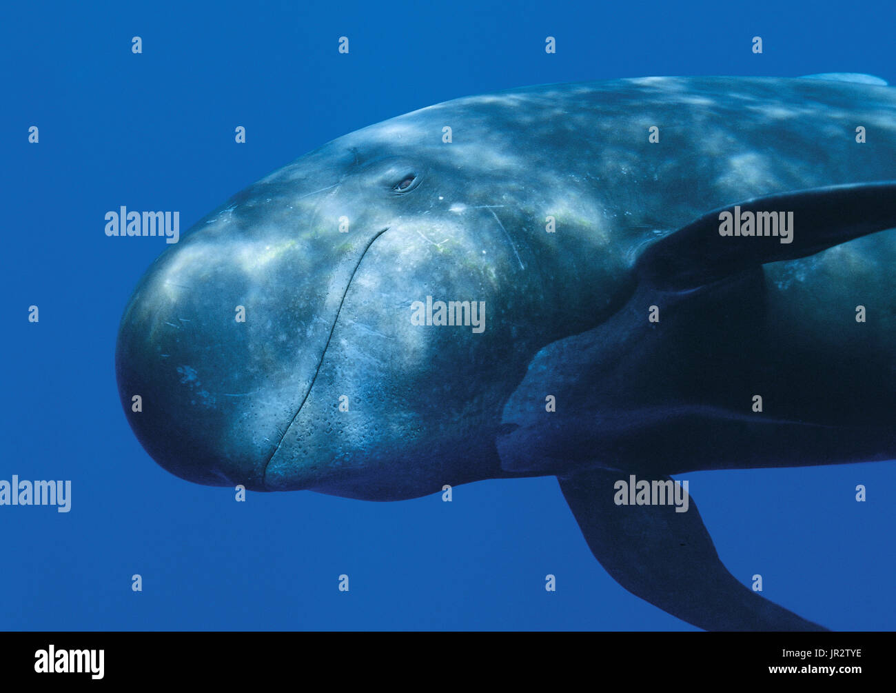Pilot whale (Globicephala macorhynchus). Close-up of submerged adult ...