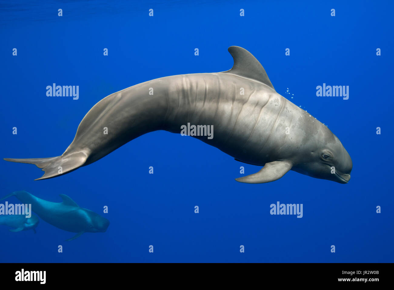 Pilot whale (Globicephala macorhynchus). Neonate, baby whale. The image ...