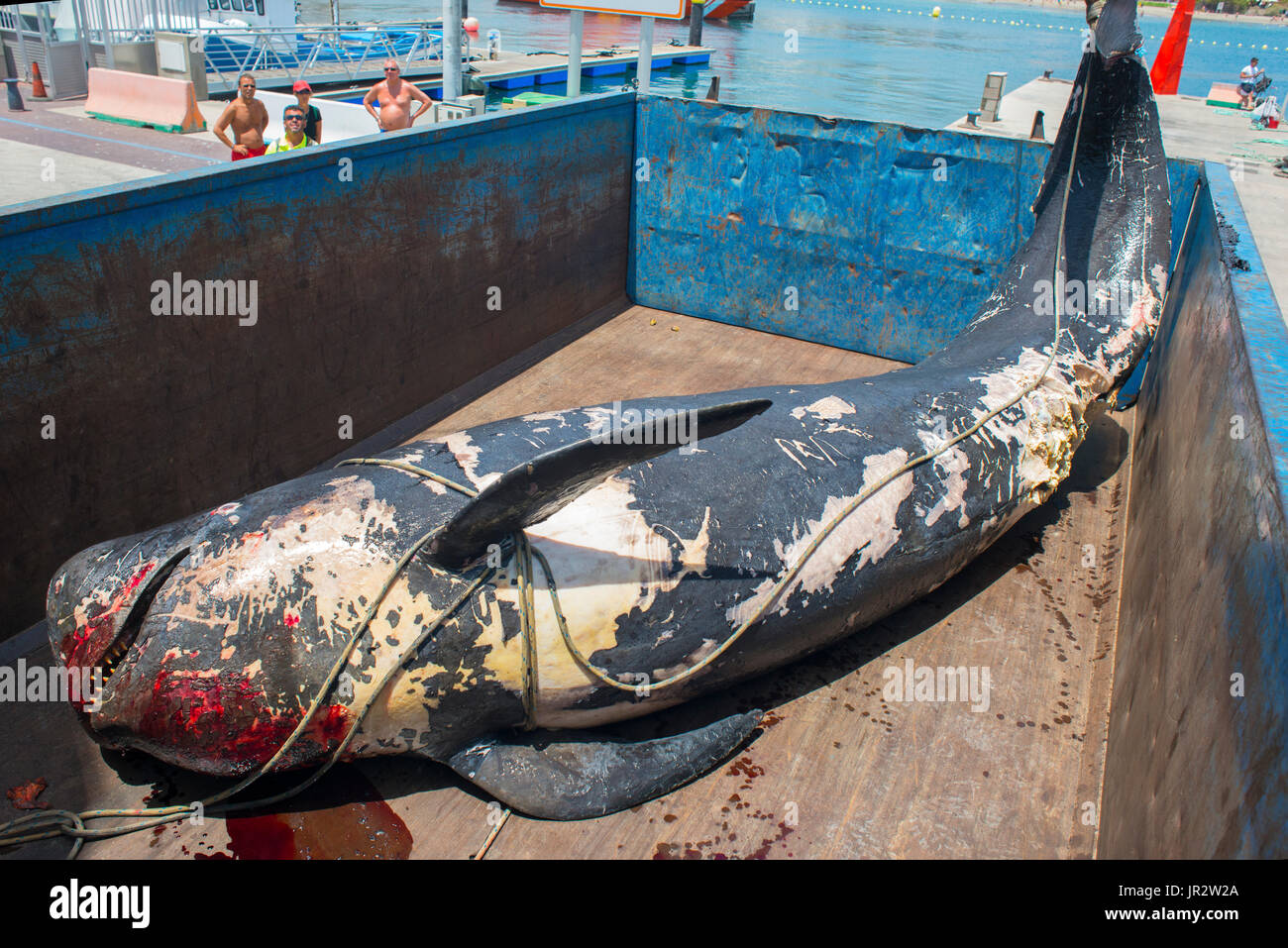 Pilot whale (Globicephala macorhynchus). Natural dead, a necropsy was ...