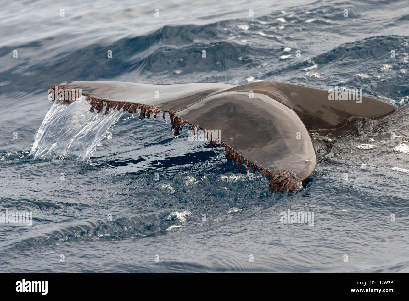 Pilot whale (Globicephala macorhynchus) on surface. Specimen with ...