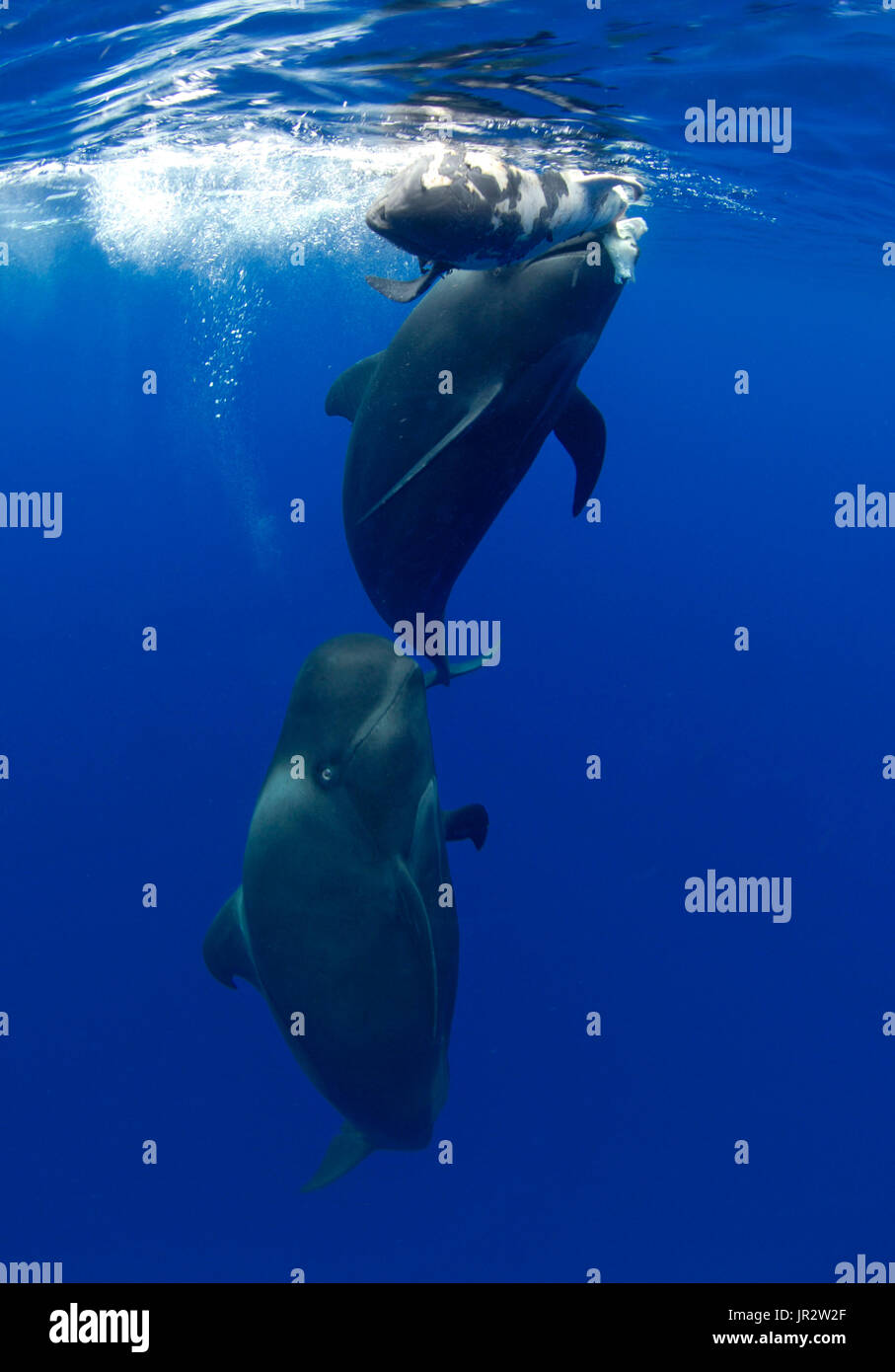 Whale corpse underwater hi-res stock photography and images - Alamy