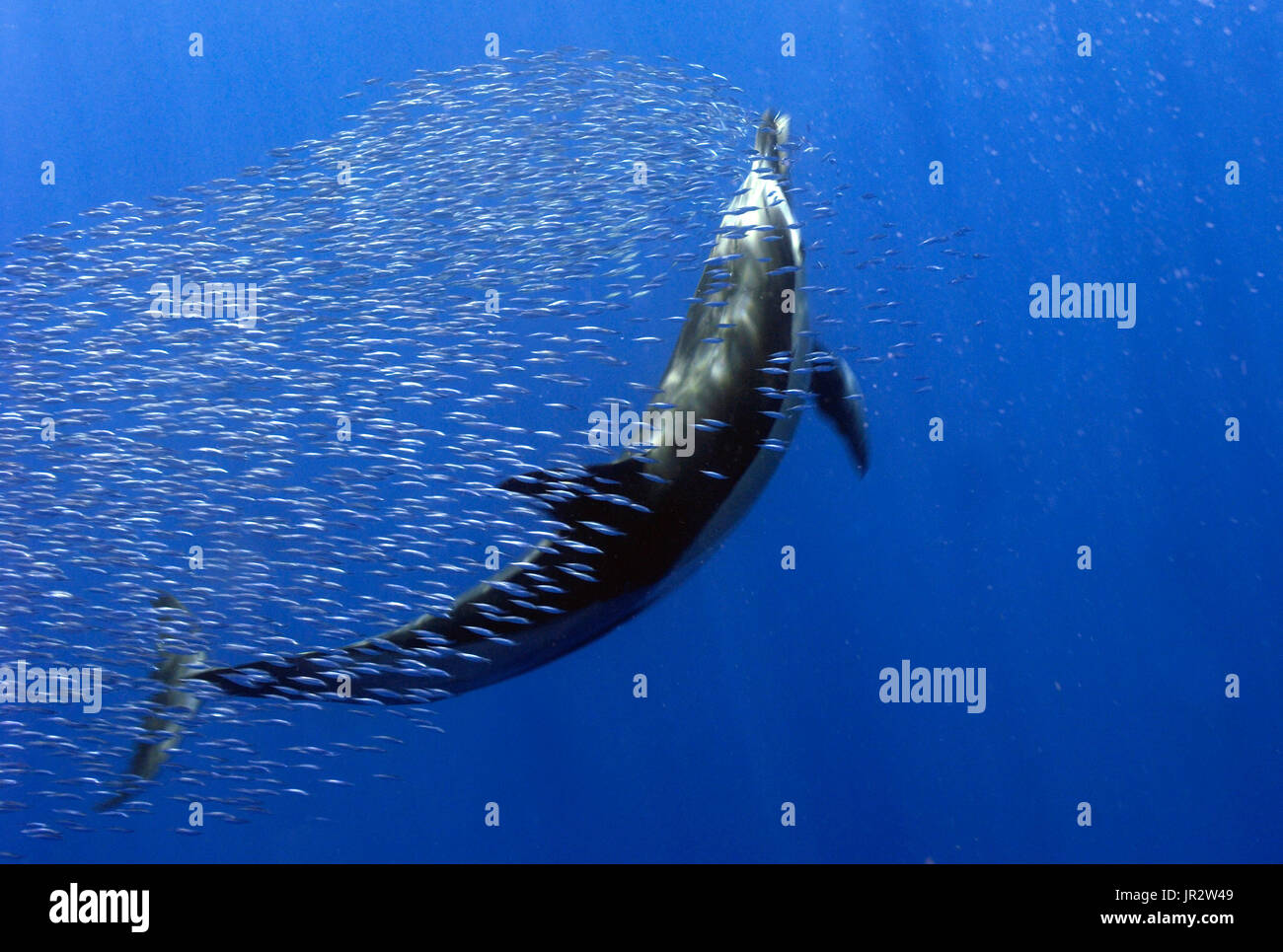 Common dolphin - Short-beaked common dolphin (Delphinus delphis ...