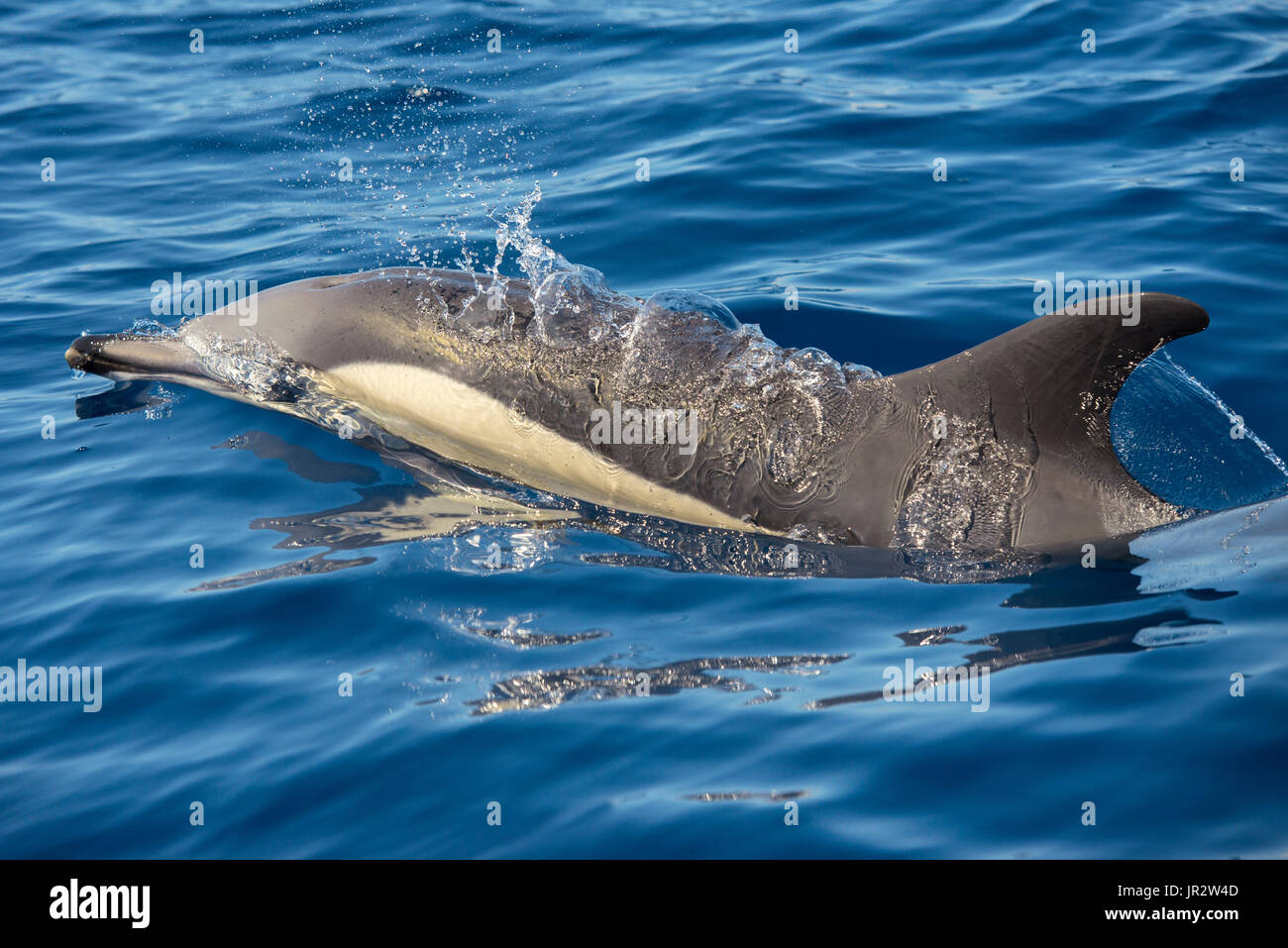 Common dolphin - Short-beaked common dolphin (Delphinus delphis ...