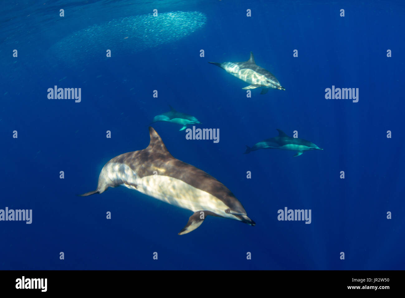 Common dolphin - Short-beaked common dolphin (Delphinus delphis). Group ...