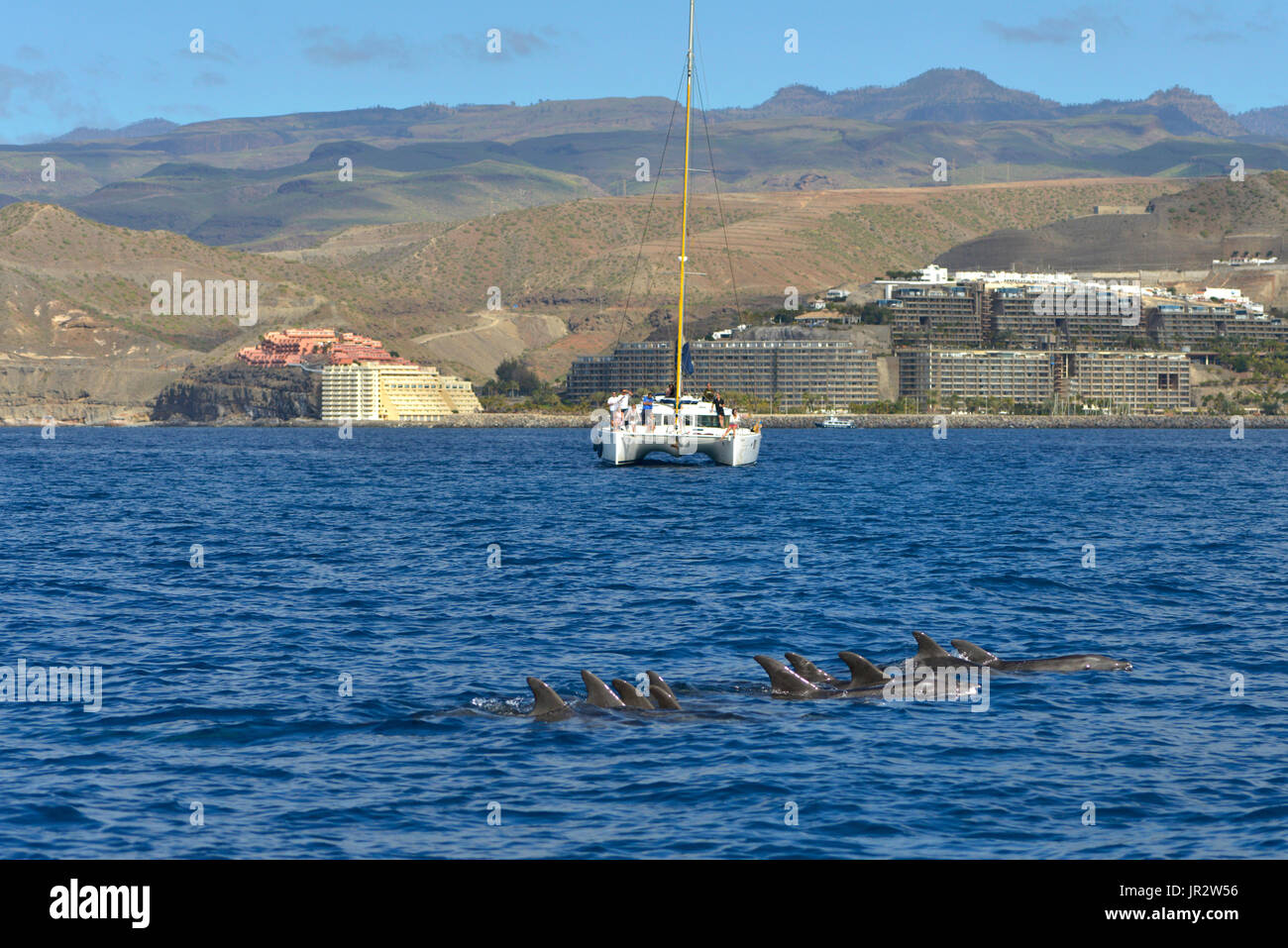 Rough-toothed dolphin (Steno bredanensis). Characteristic formation of ...