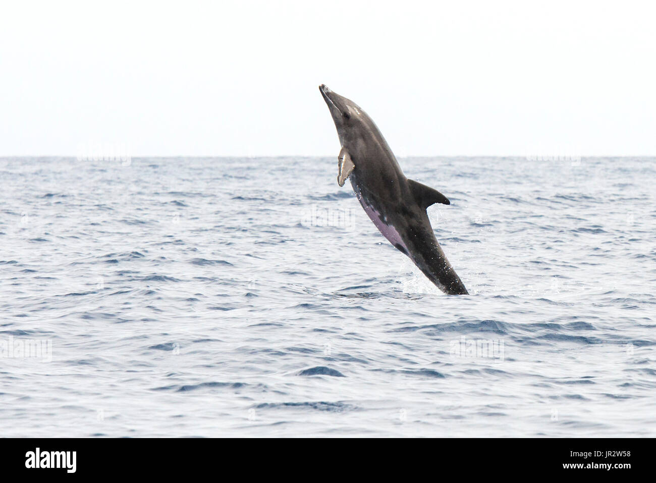 Rough-toothed dolphin (Steno bredanensis). Game, jump on the surface ...
