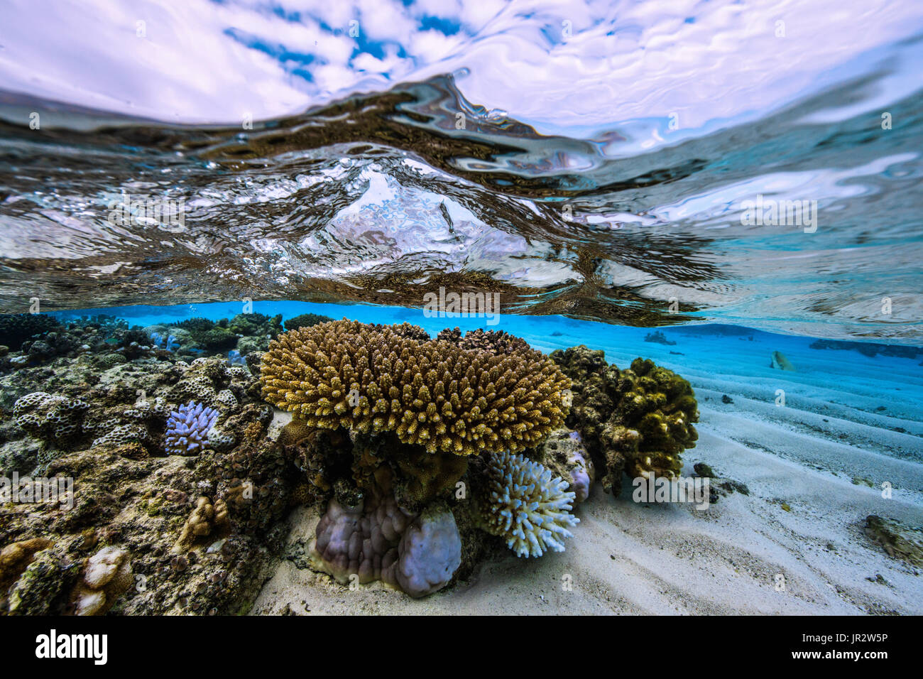 Coral reef, Indian Ocean, Mayotte Stock Photo - Alamy