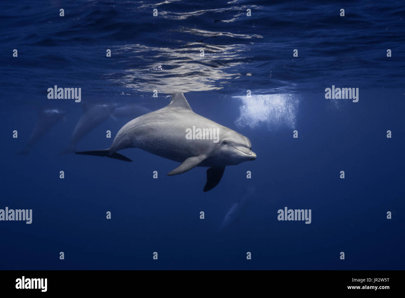 Indo-pacific Bottlenose Dolphin (Tursiops aduncus), Mayotte Stock Photo ...