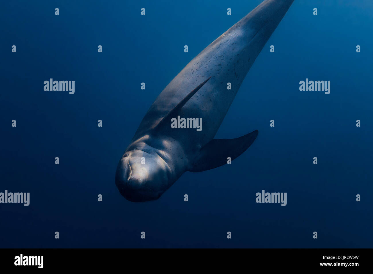 Indo-pacific Bottlenose Dolphin (Tursiops aduncus), Mayotte Stock Photo ...