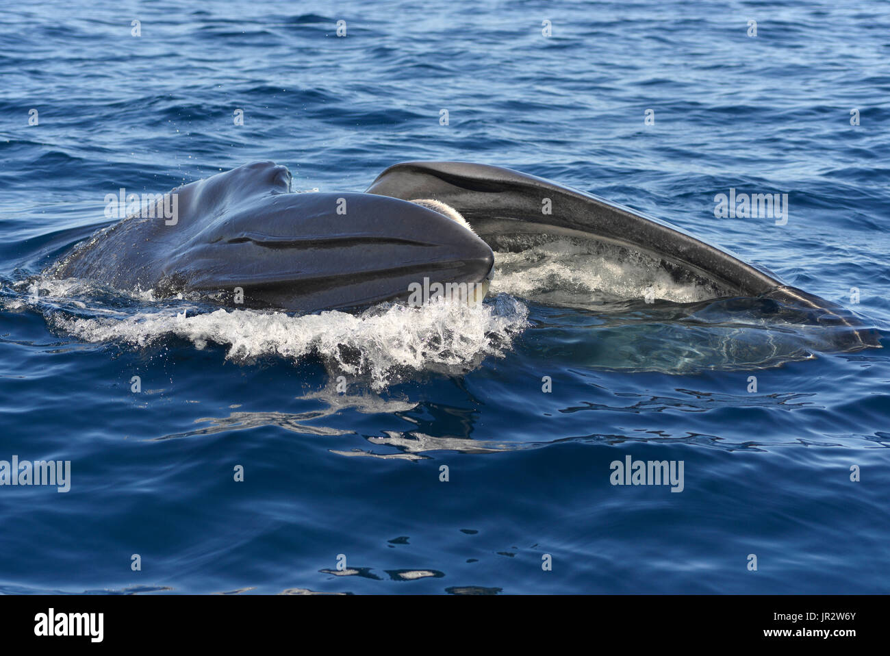 Balaenoptera edeni balaenoptera brydei hi-res stock photography and ...