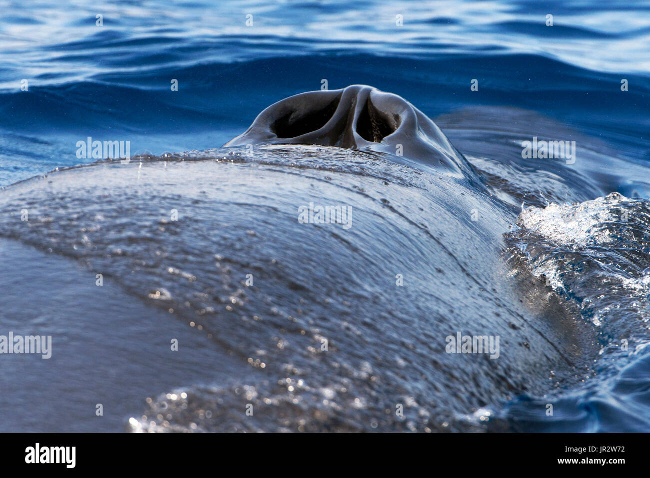 Balaenoptera edeni balaenoptera brydei hi-res stock photography and images - Alamy